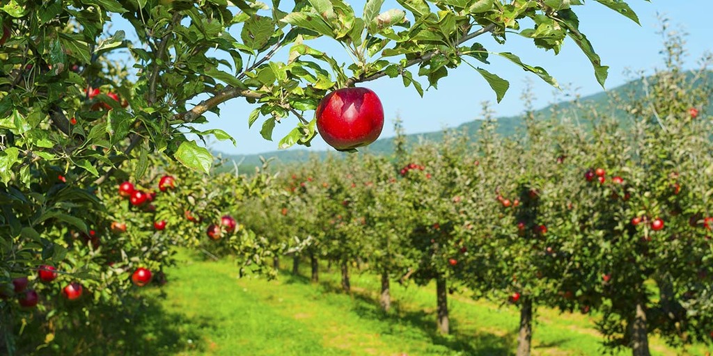 How to Cultivate A Thriving Fruit Orchard